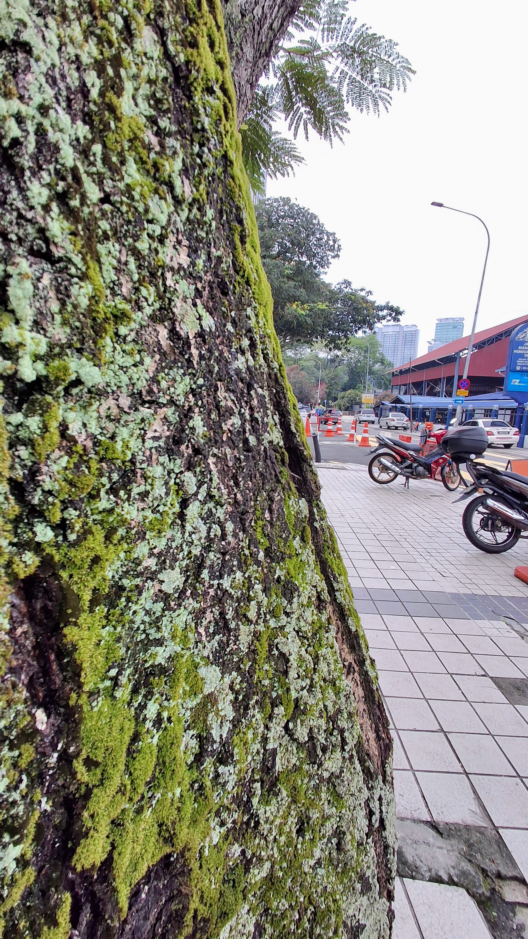 Secret Trees of KL - CloudJoi